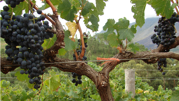 EENHEID - Oordenking: LENT - Obe Phillips