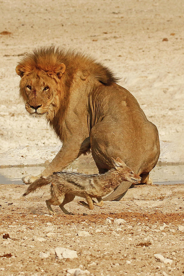 LEEU en JAKKALS: DIE VET BEDROG - Obe Phillips