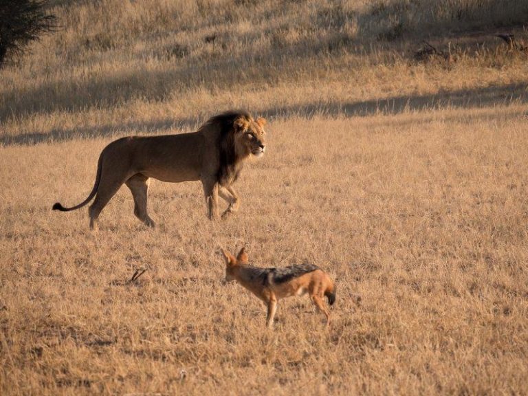 LEEU en JAKKALS: DIE VET BEDROG - Obe Phillips